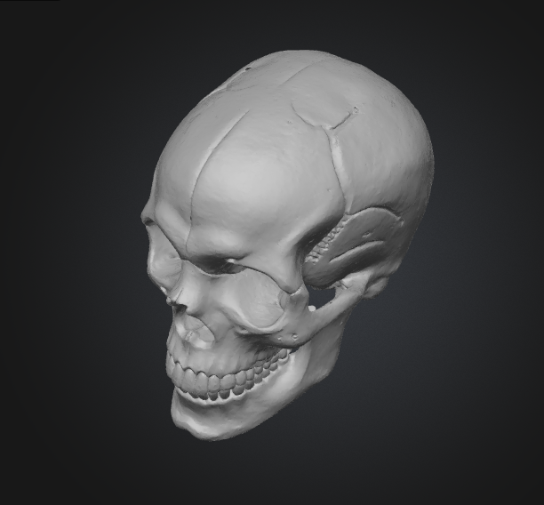 Realistic Skull 3D Model STL GLB OBJ for Printing and Design – Quick ...